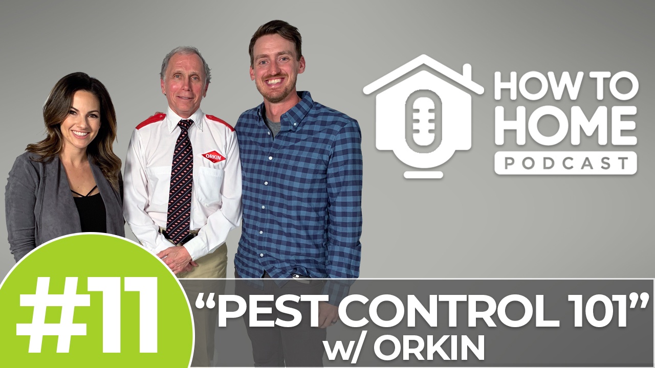 Pest Control 101: How to Protect Your Home Against Pests | How To Home ...